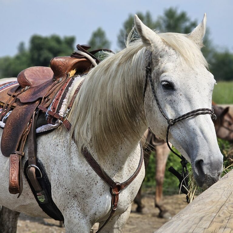 Nos chevaux ⋆ Les Montagnards de Charlevoix